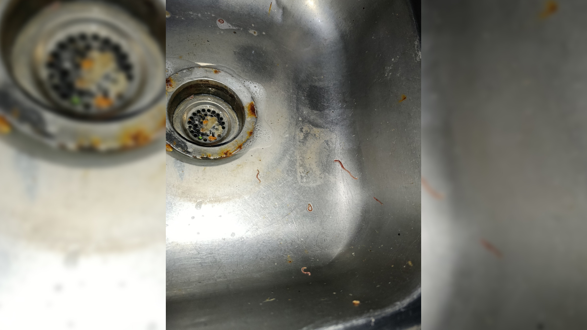 Detectan lombrices en el agua potable que distribuye la DAPAS en Ciudad ...